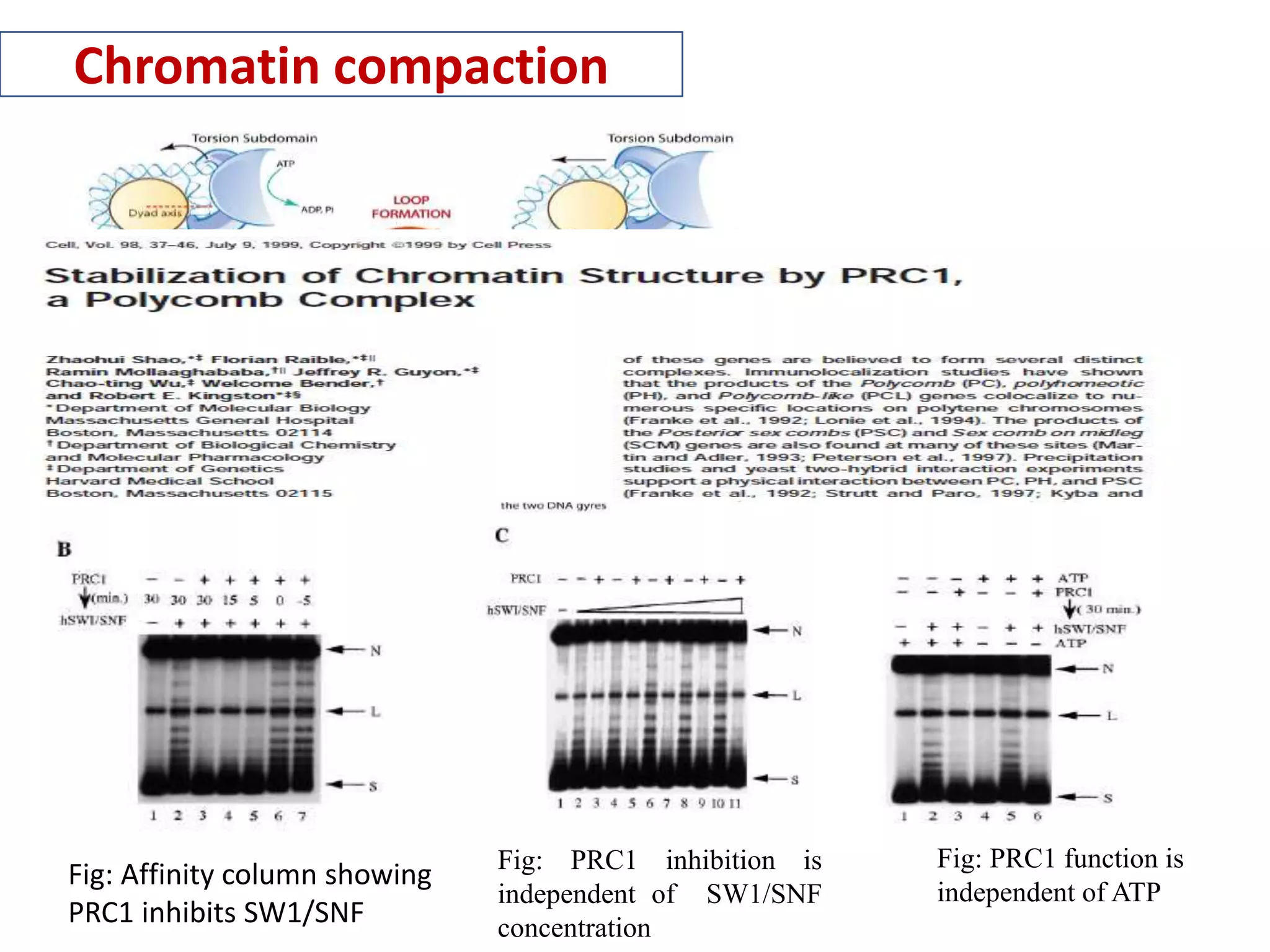 POLYCOMB GROUP OF PROTEINS | PPTX