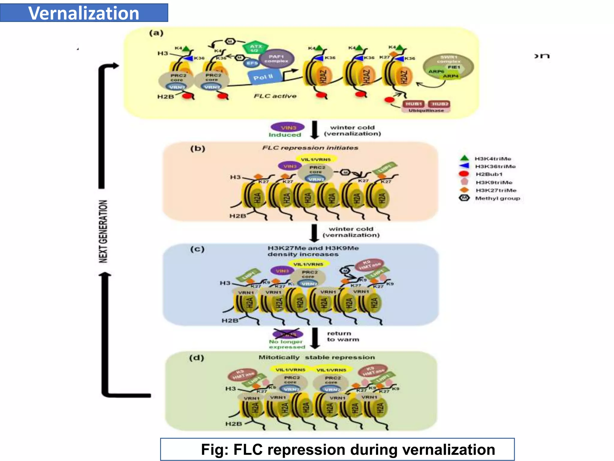 POLYCOMB GROUP OF PROTEINS | PPTX