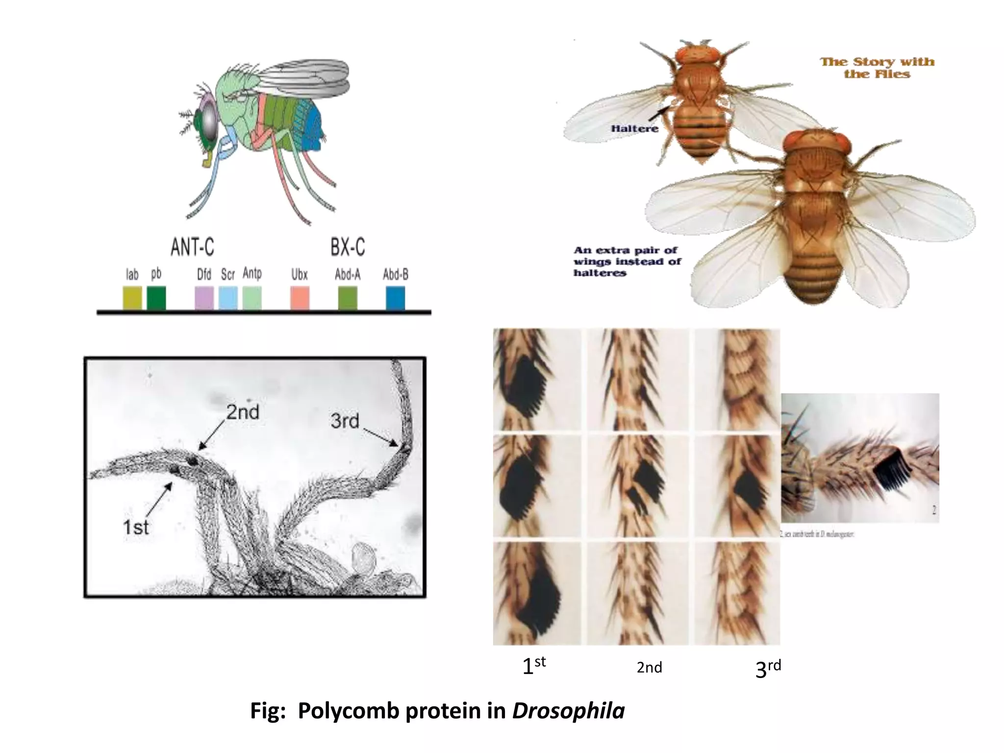 POLYCOMB GROUP OF PROTEINS | PPTX