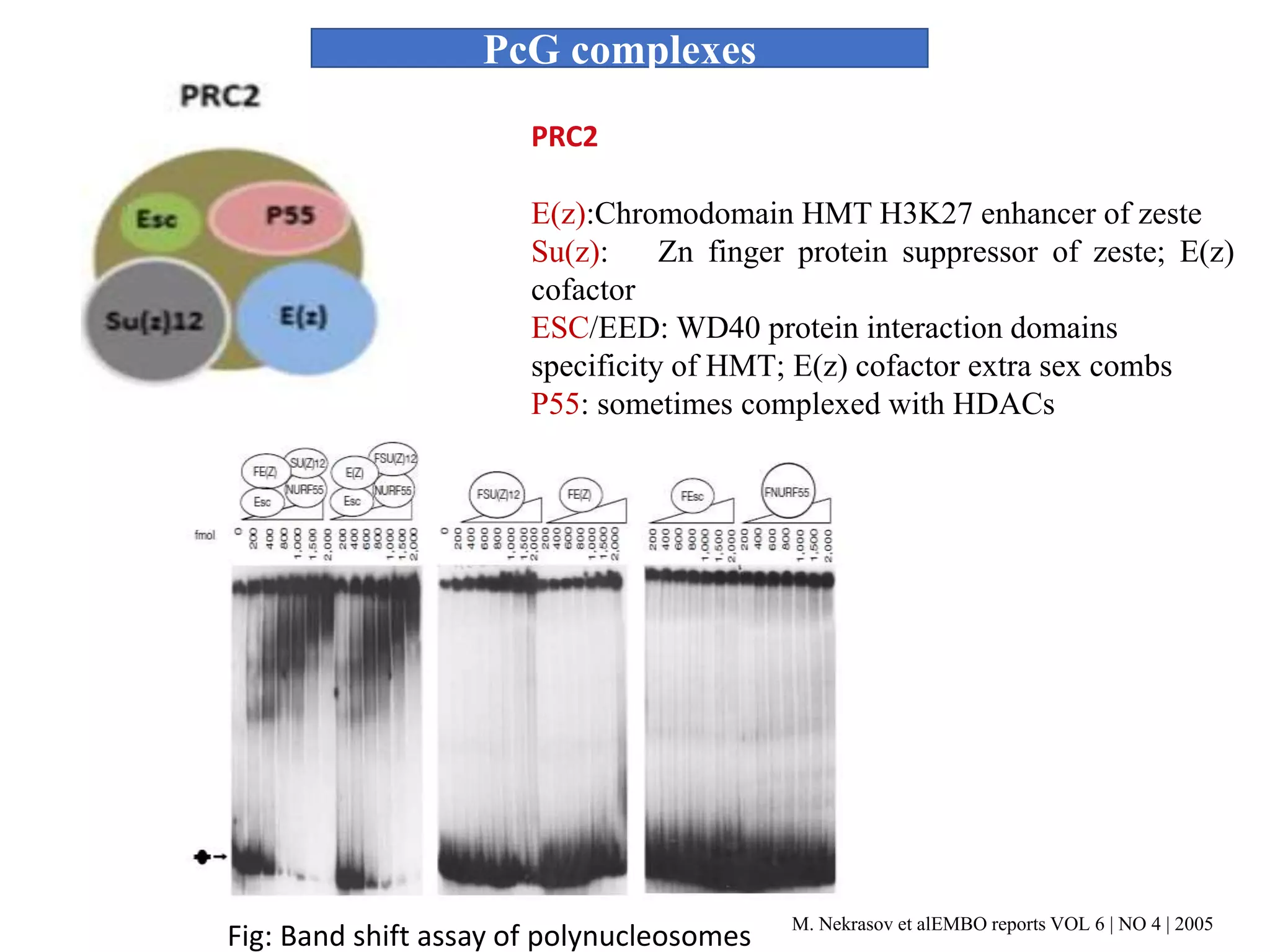 POLYCOMB GROUP OF PROTEINS | PPTX