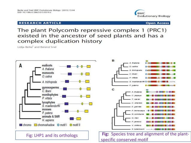 POLYCOMB GROUP OF PROTEINS | PPTX