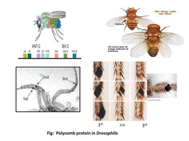 POLYCOMB GROUP OF PROTEINS | PPTX