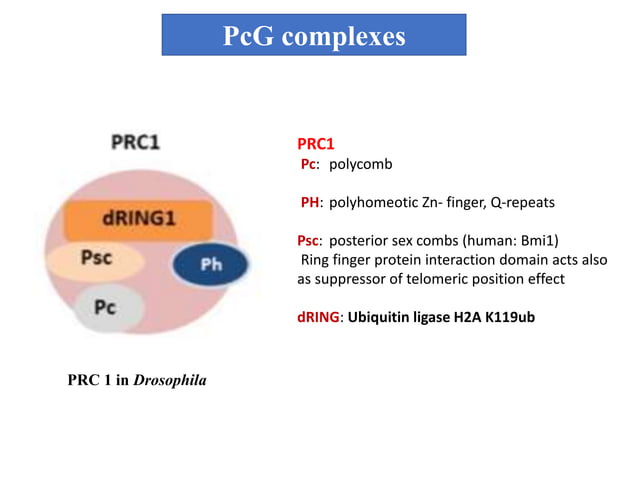 POLYCOMB GROUP OF PROTEINS | PPTX