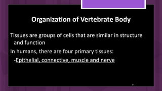 ppt from cell to organisms | PPT