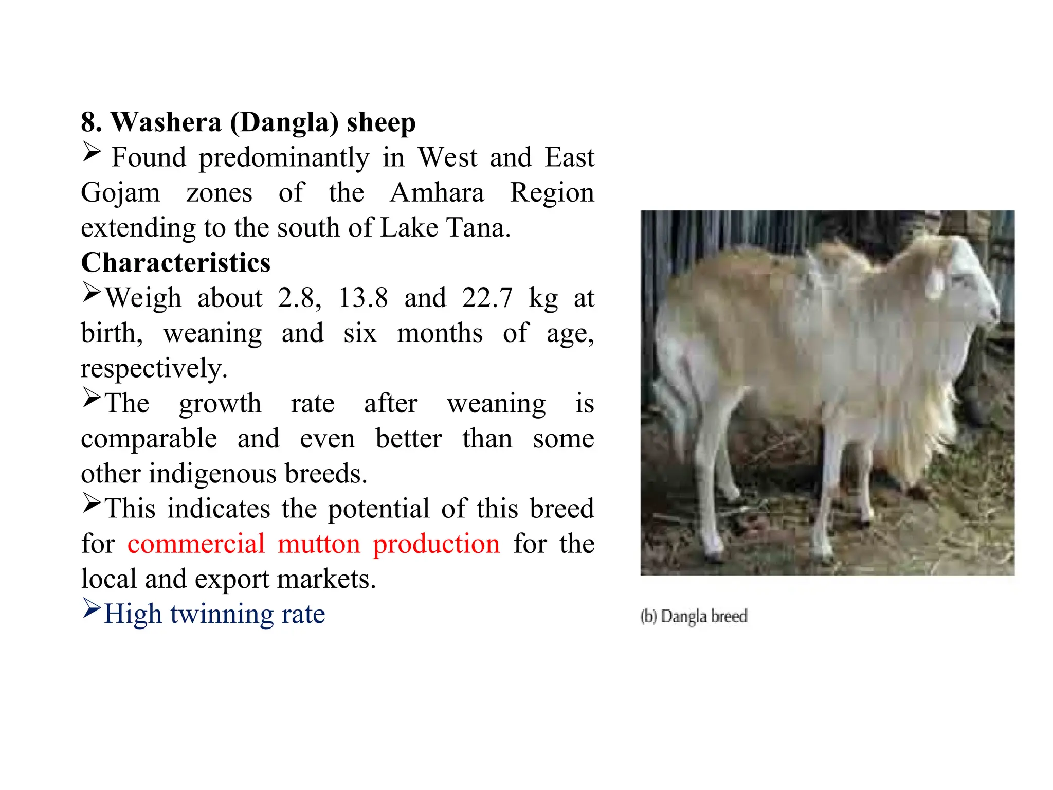 New PPT Presentation About small ruminant (2).ppt