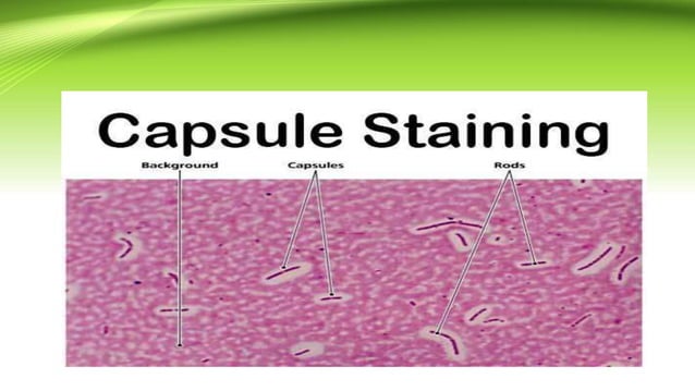 STAINING METHODS | PPT