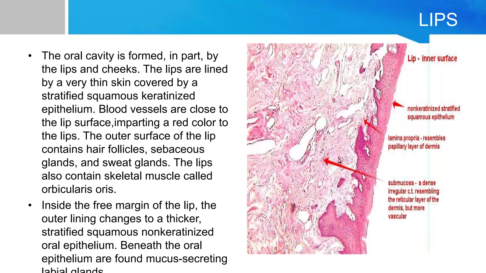 veterinary histology | PPTX
