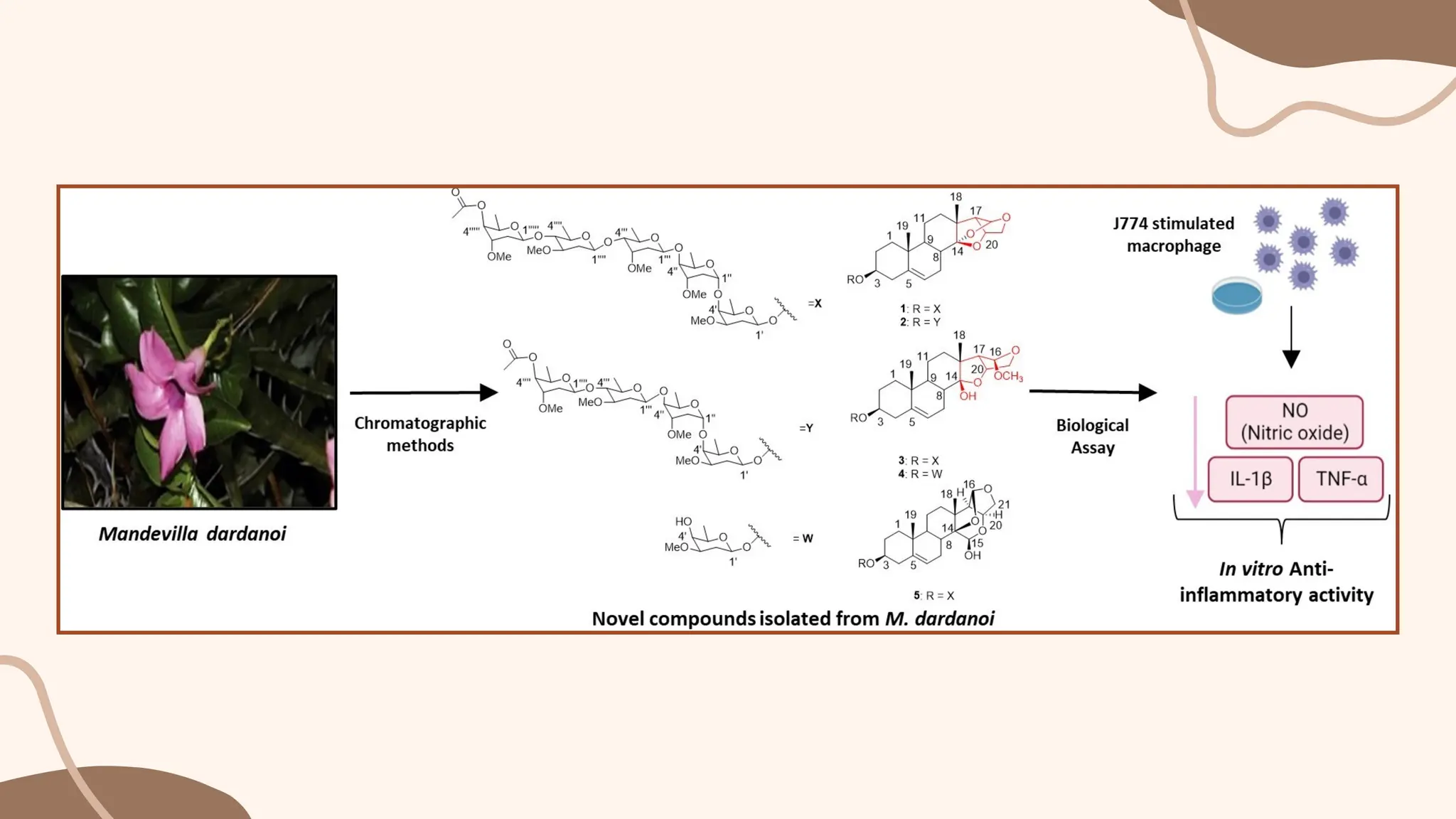 New Pregnane Glycosides from Mandevilla dardanoi.pptx