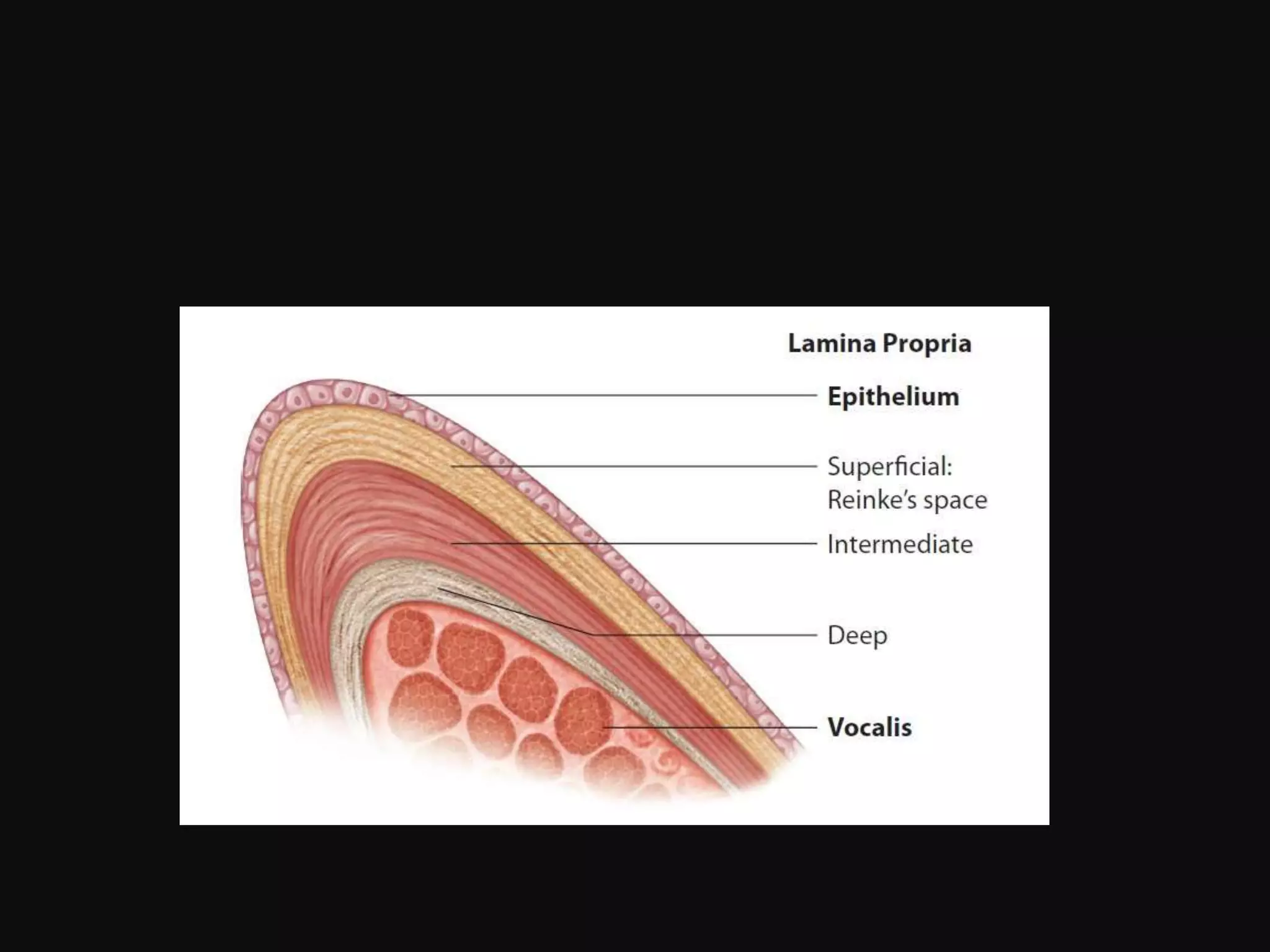 Vocal cord lesions and Phonomicrosurgery | PPTX