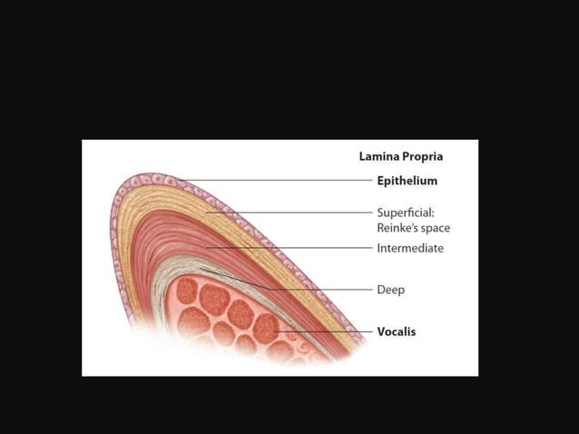 Vocal cord lesions and Phonomicrosurgery | PPTX
