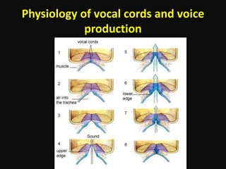 Vocal cord lesions and Phonomicrosurgery | PPTX
