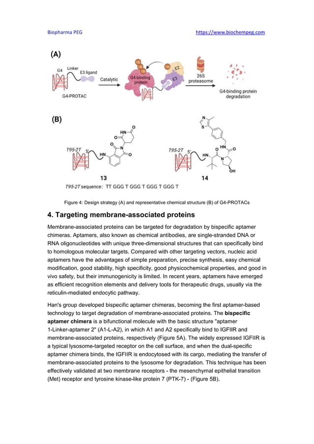 New Progress of Targeted Degradation Based On Nucleic Acid.pdf