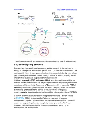 New Progress of Targeted Degradation Based On Nucleic Acid.pdf ...
