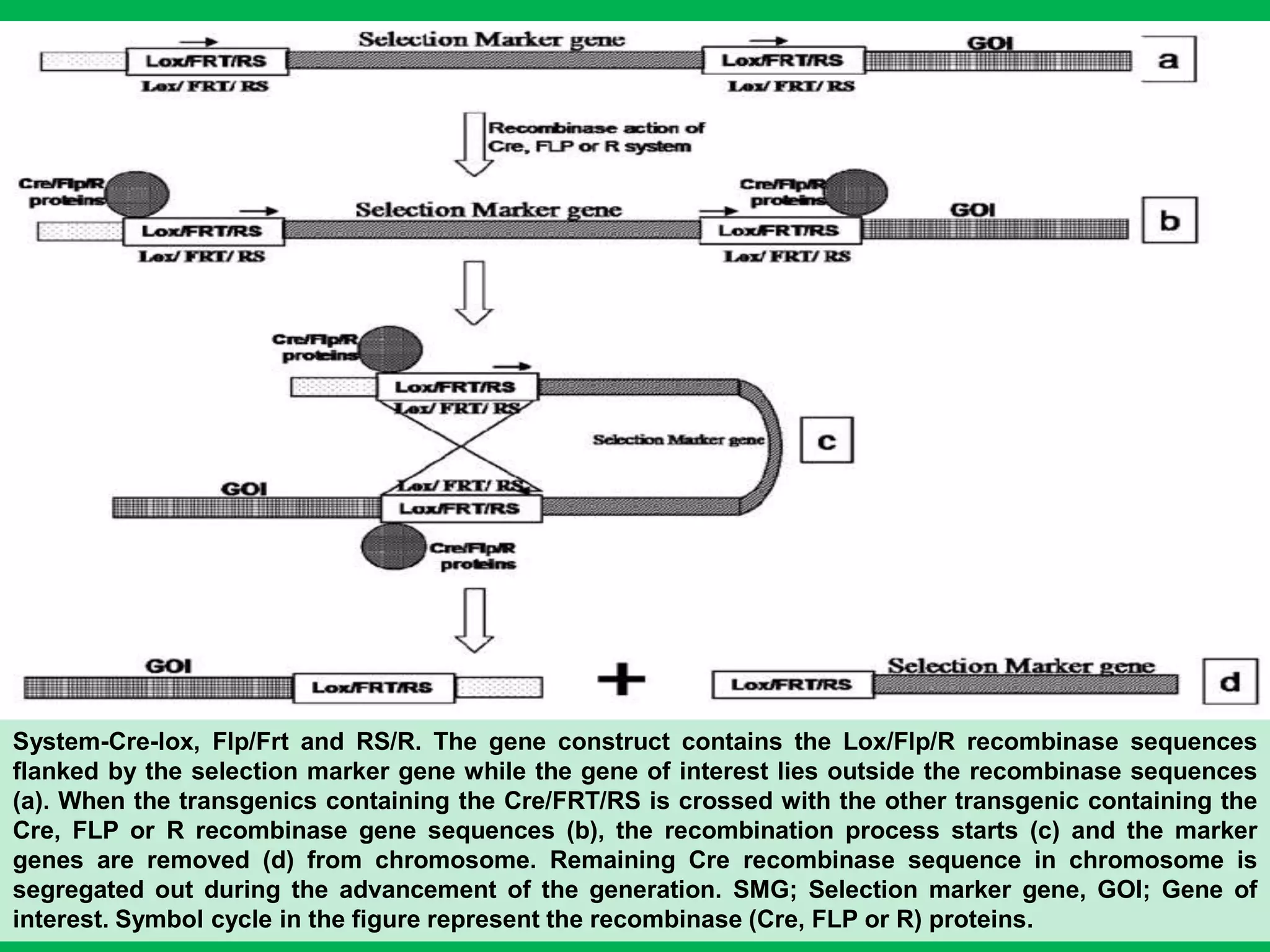 New promoters and selection methods | PPTX