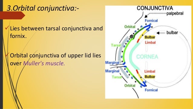 New real conjunctiva ,episclera ,sclera