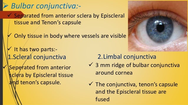 New real conjunctiva ,episclera ,sclera