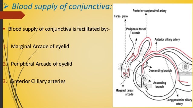 New real conjunctiva ,episclera ,sclera