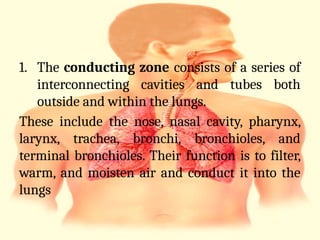 new respiratory system anatomy new.ppsx. | PPSX
