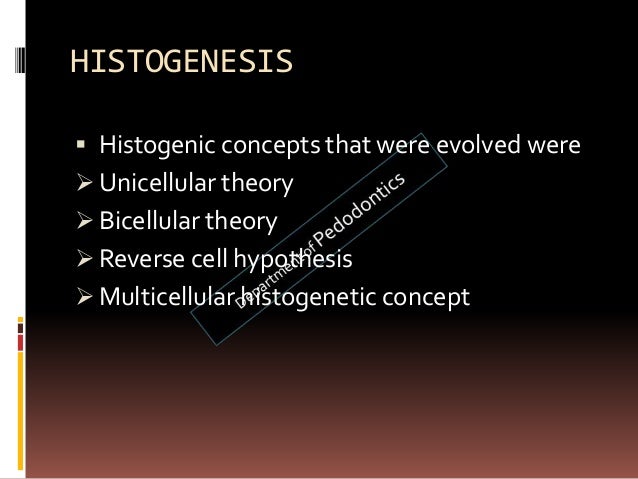 salivary gland development