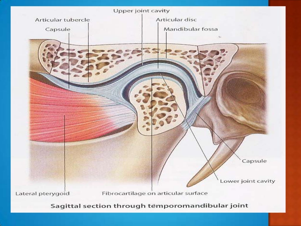 anatomy of TMJ