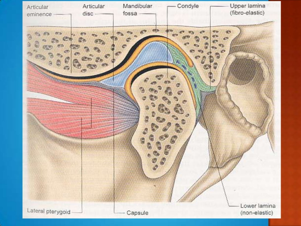 anatomy of TMJ