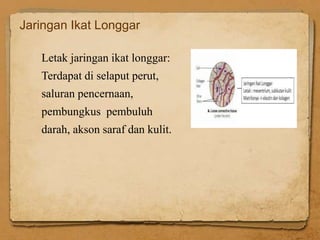 Jaringan Ikat Longgar | PPTX