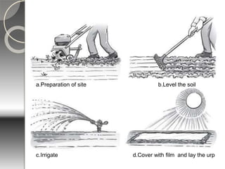 Soil sterilization,soil solarization | PPTX