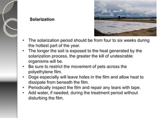 Soil sterilization,soil solarization | PPTX