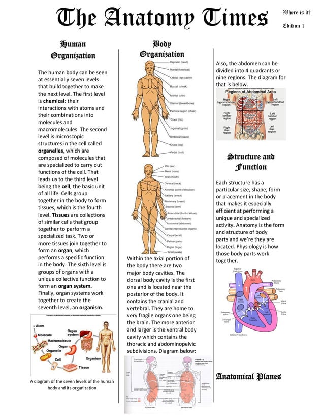 Newspaper anatomy revised | PDF | Biological Sciences | Science