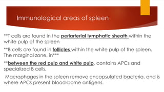 New spleen by alajrawee | PPTX