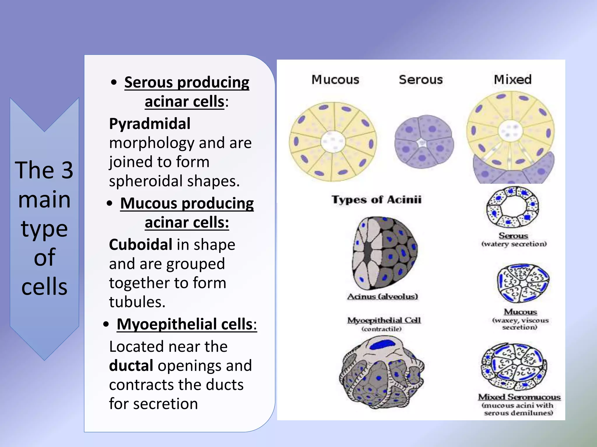 Stem cell therapy for xerostomia | PPTX | Ear, Nose and Throat ...