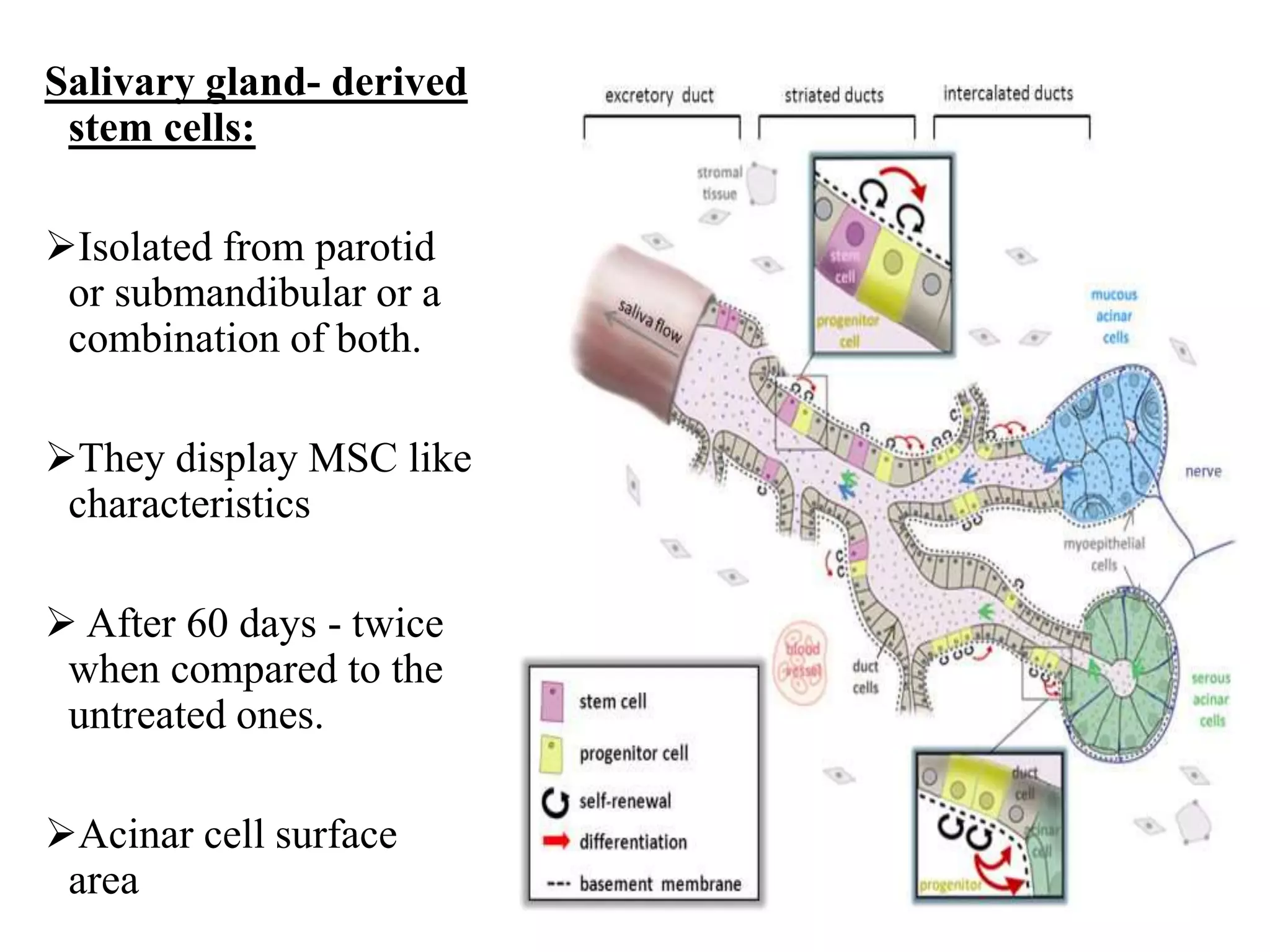 Stem cell therapy for xerostomia | PPTX | Ear, Nose and Throat ...