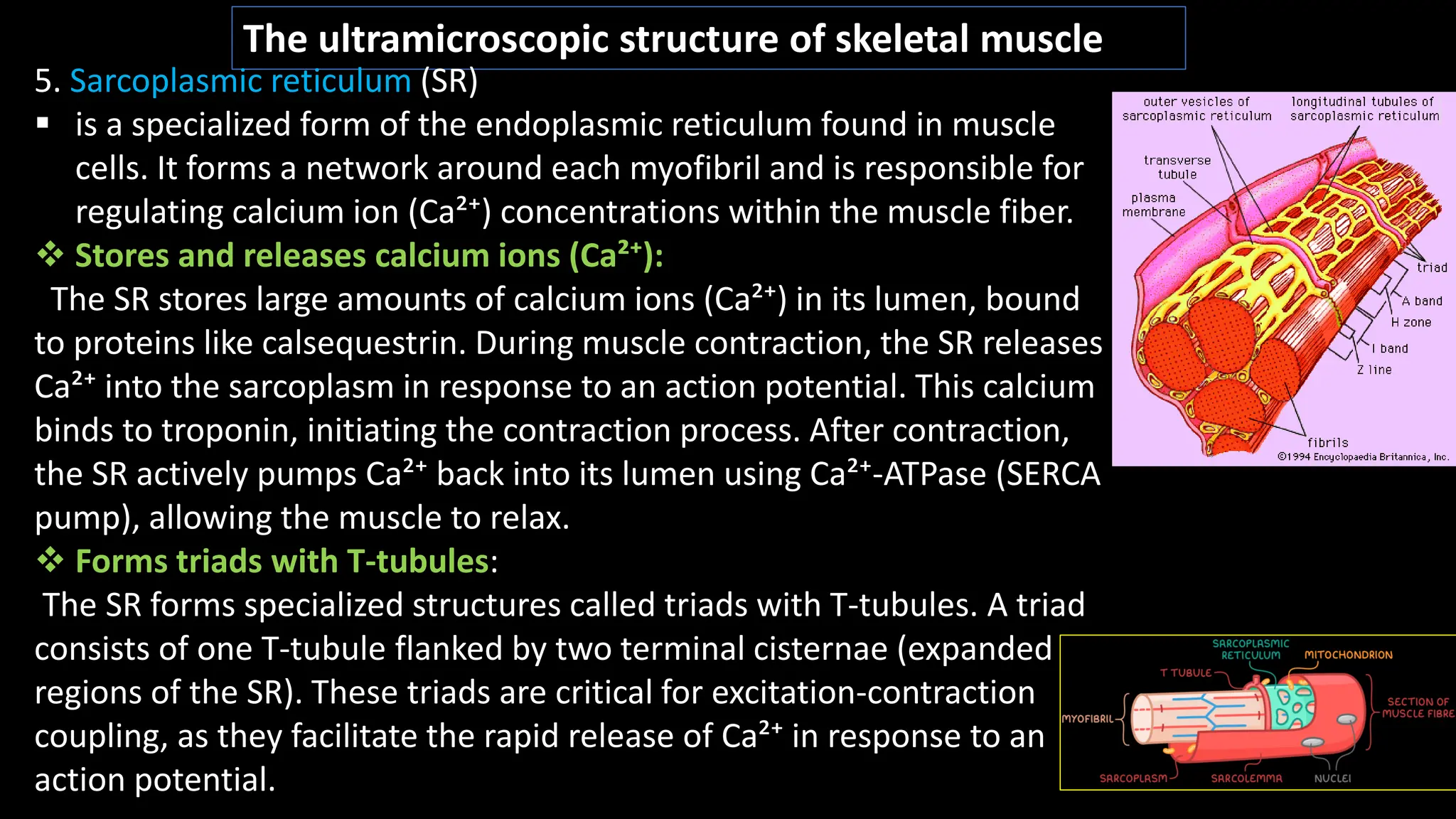 new Structure of skeletal musclessssssss | PDF