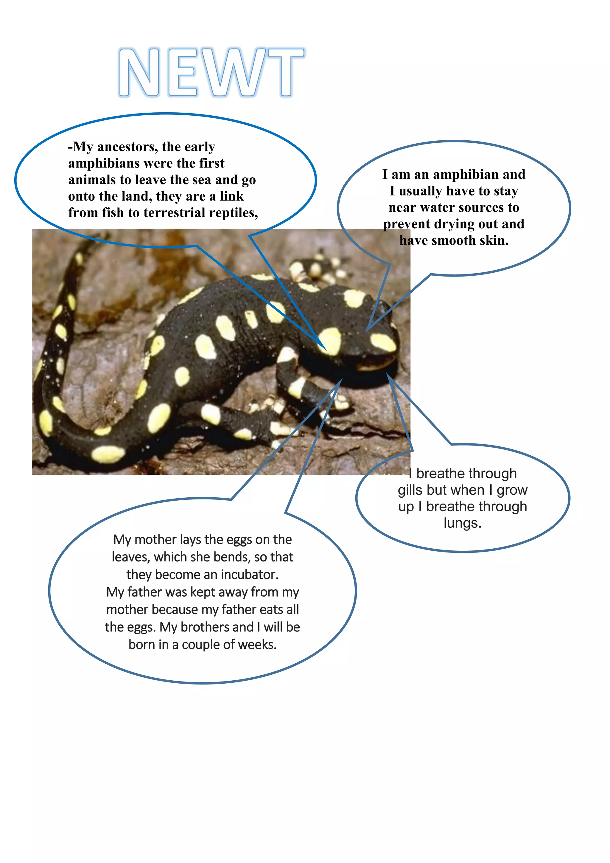 Newt and salamander | PDF