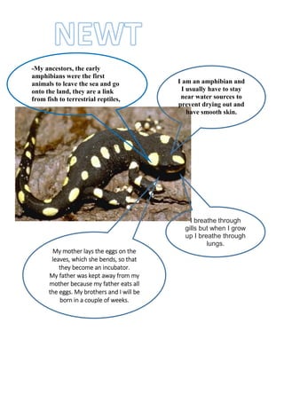 Newt and salamander | PDF