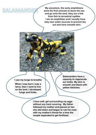 Newt and salamander | PDF