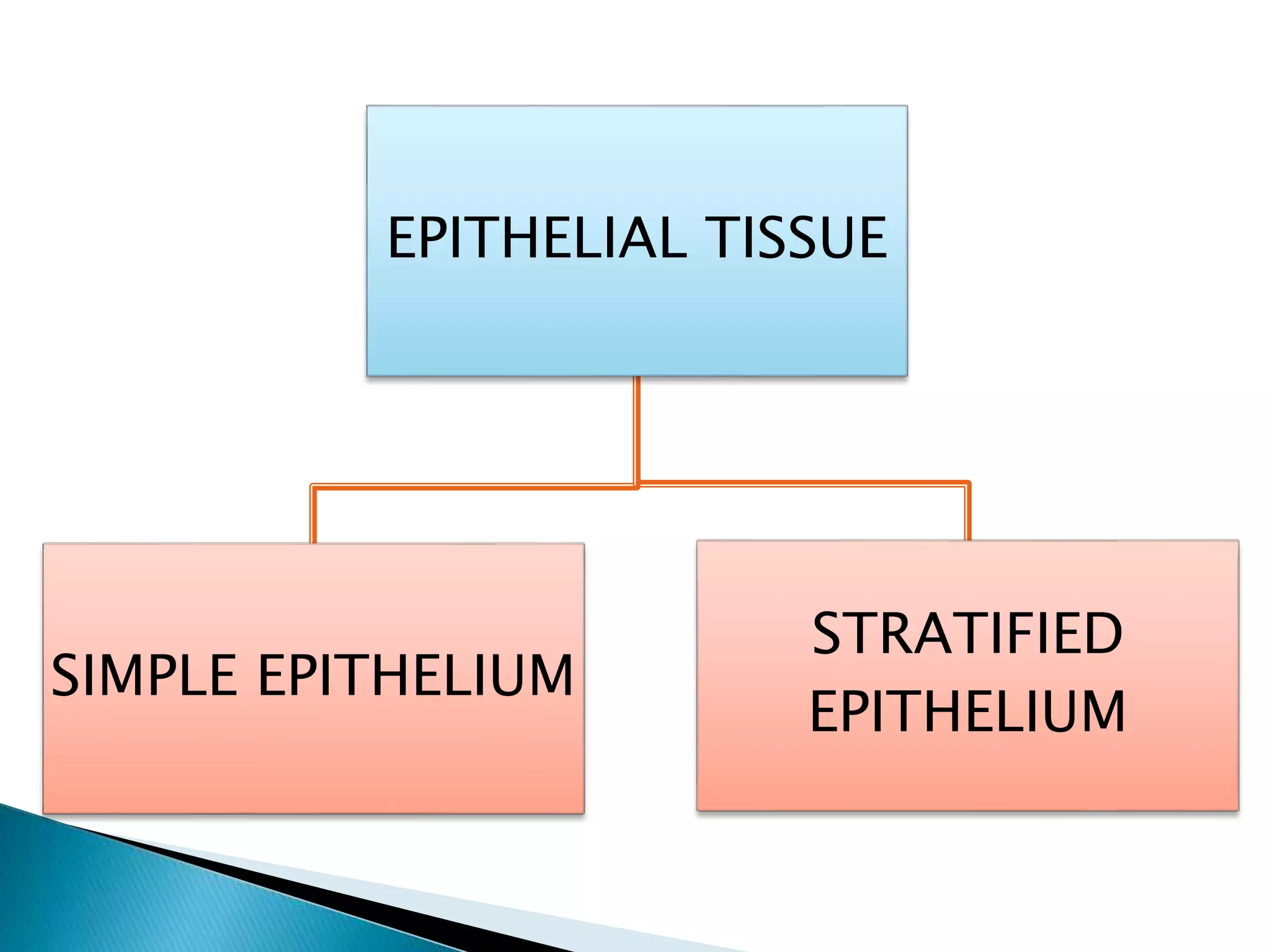 tissue and it's types | PPTX