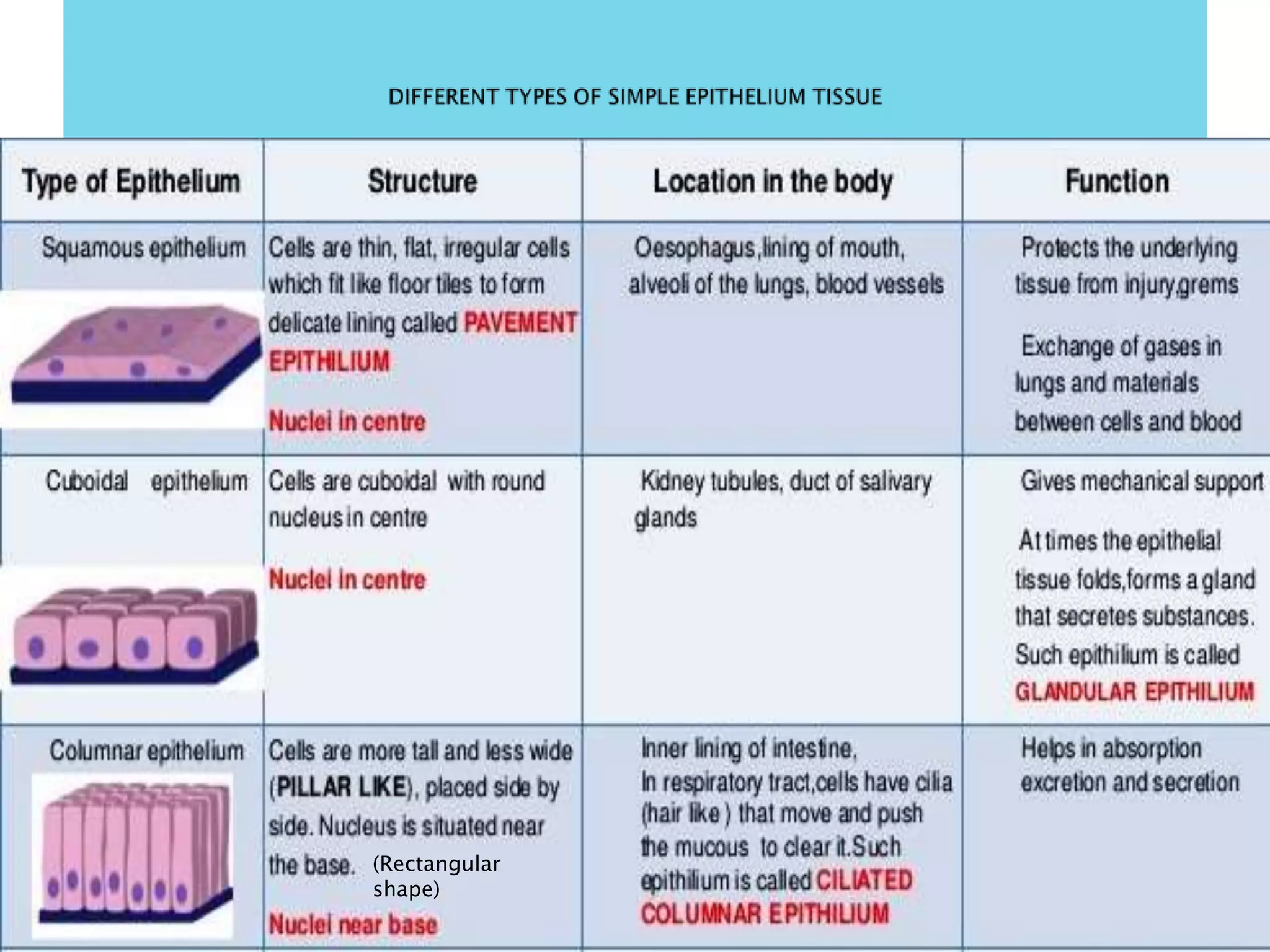 tissue and it's types | PPTX