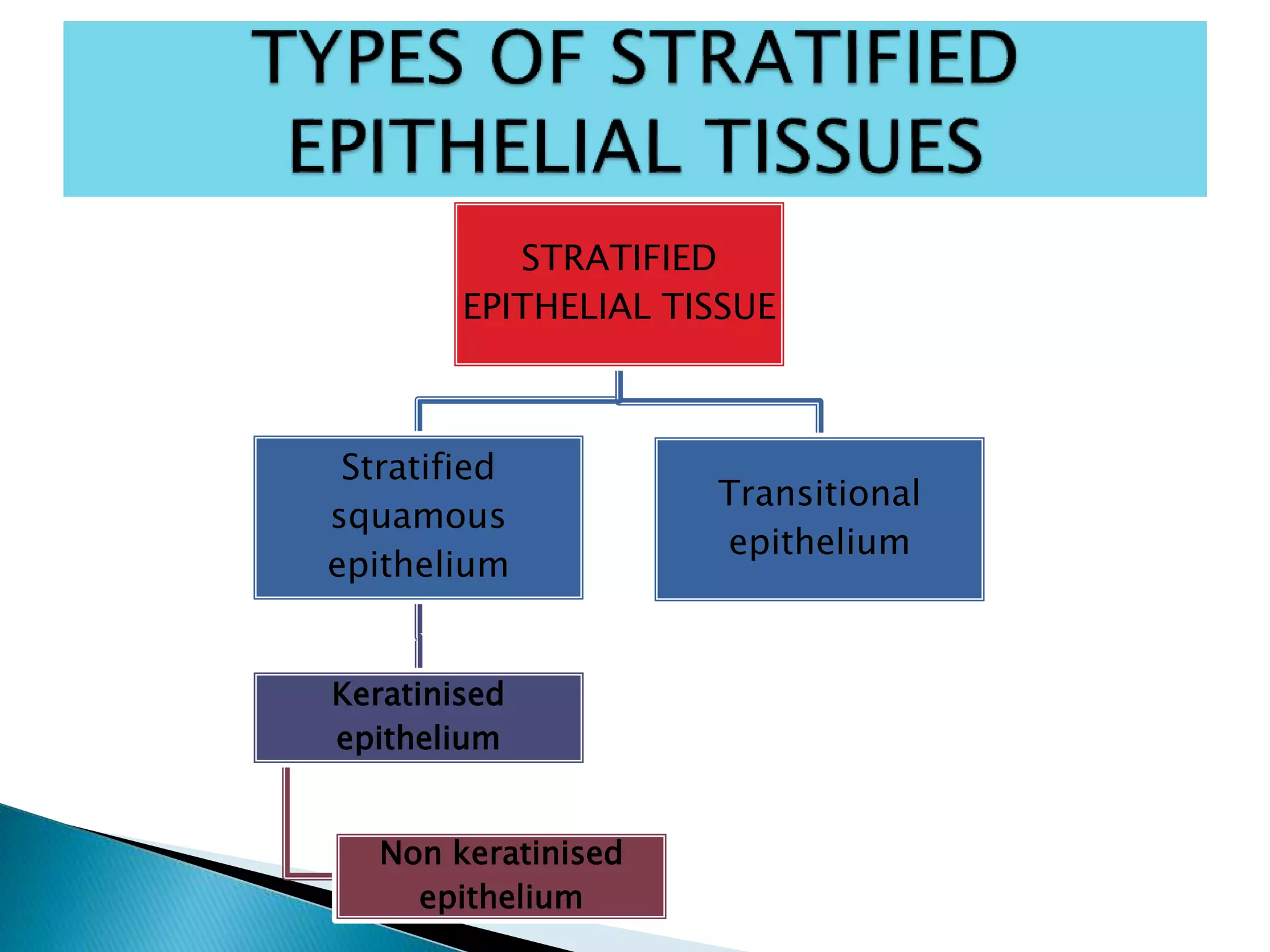 tissue and it's types | PPTX