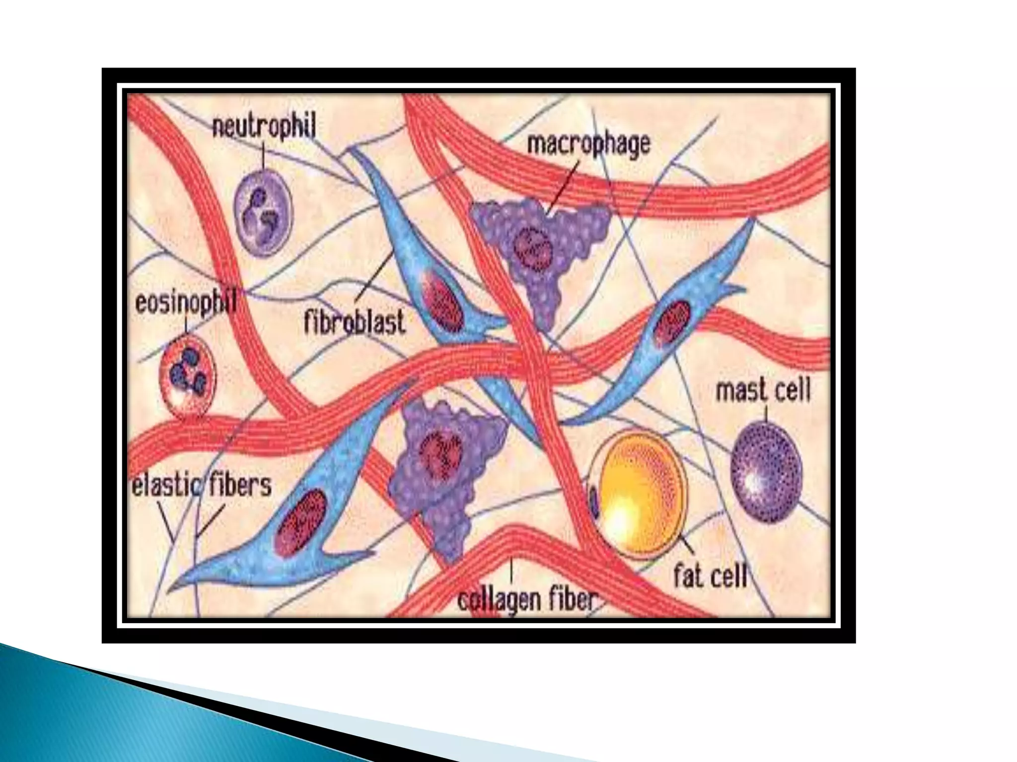 tissue and it's types | PPTX