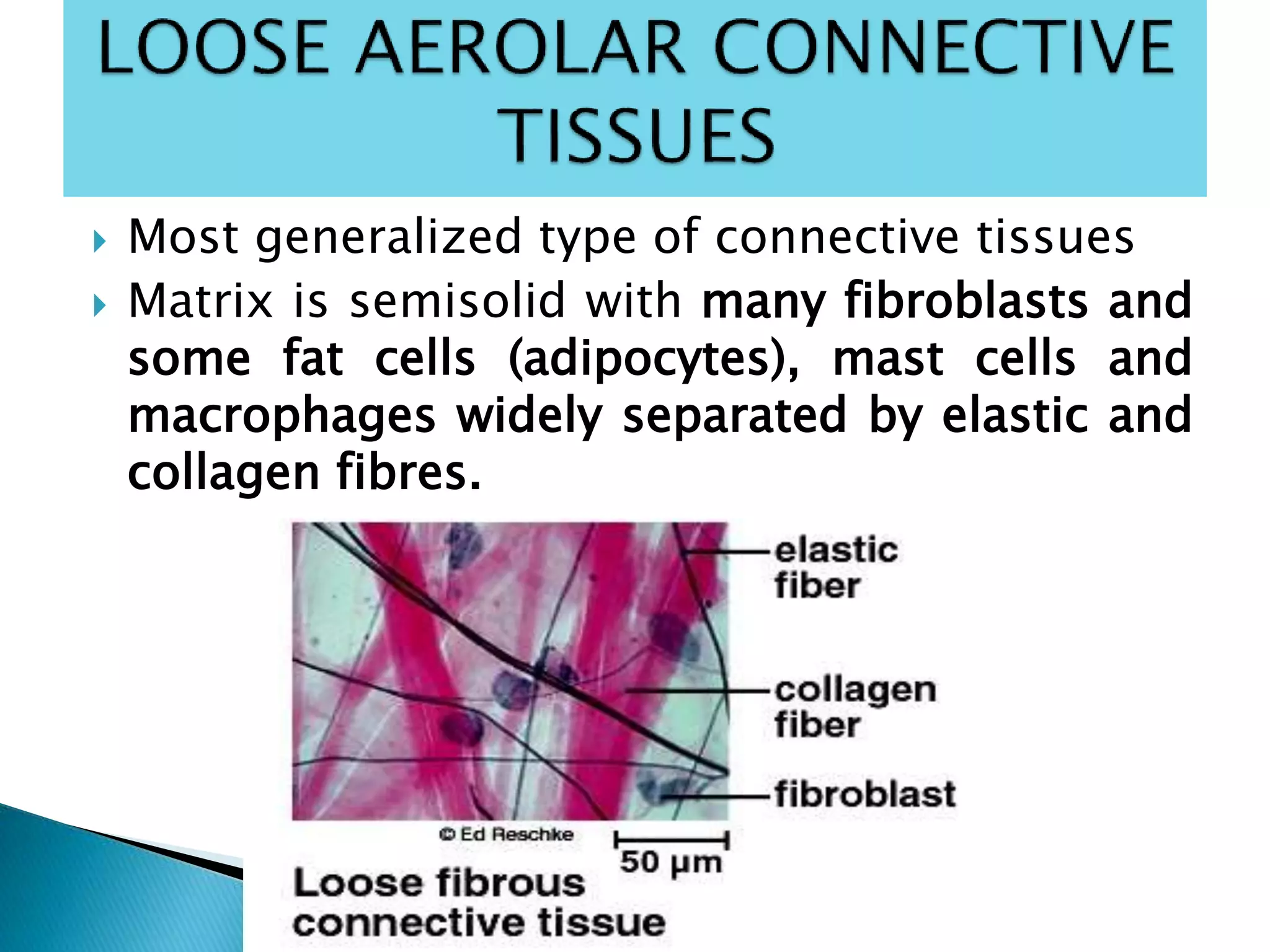 tissue and it's types | PPTX
