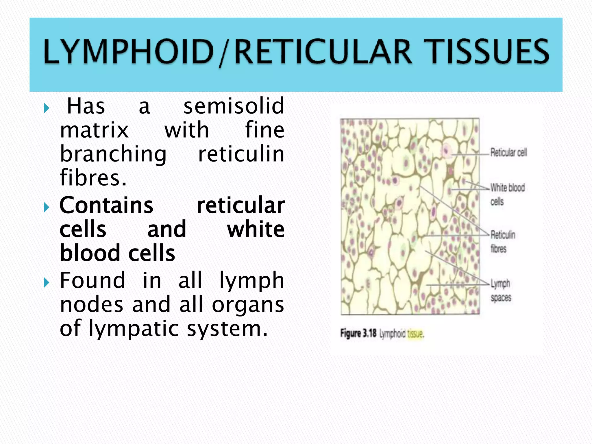 tissue and it's types | PPTX