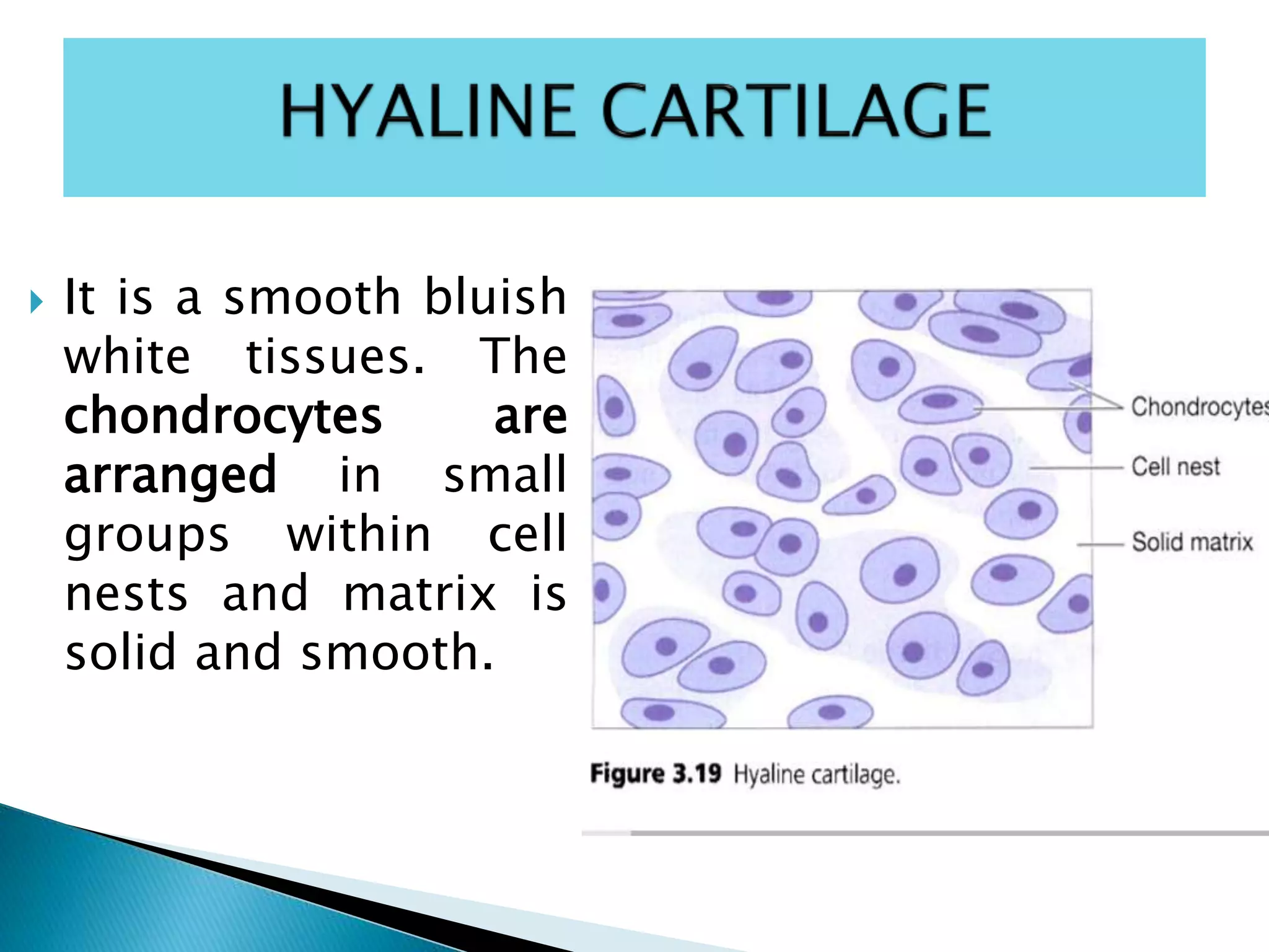 tissue and it's types | PPTX