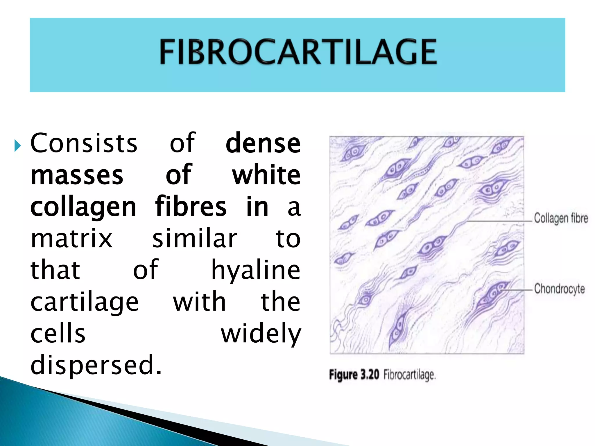 tissue and it's types | PPTX