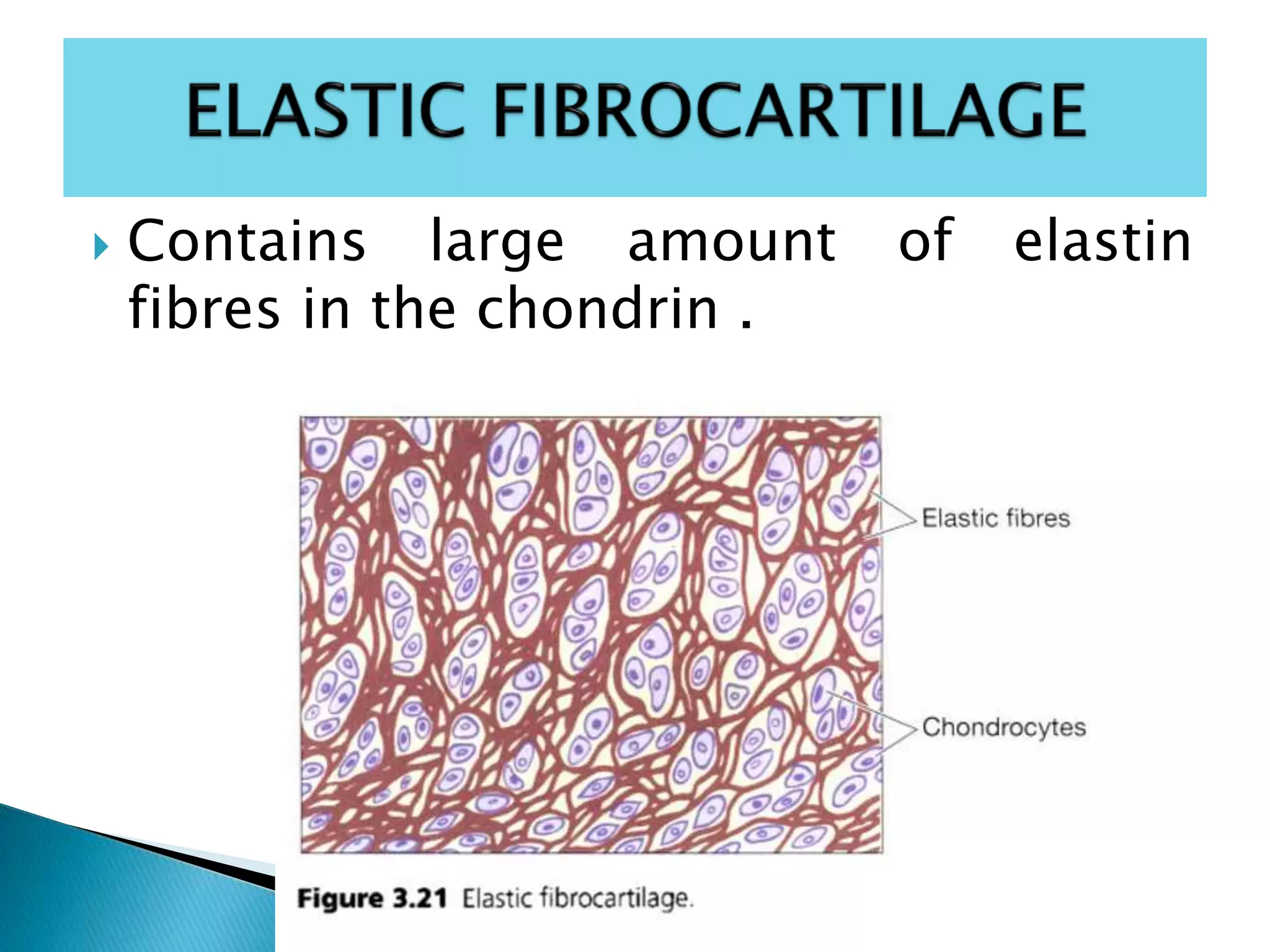 tissue and it's types | PPTX