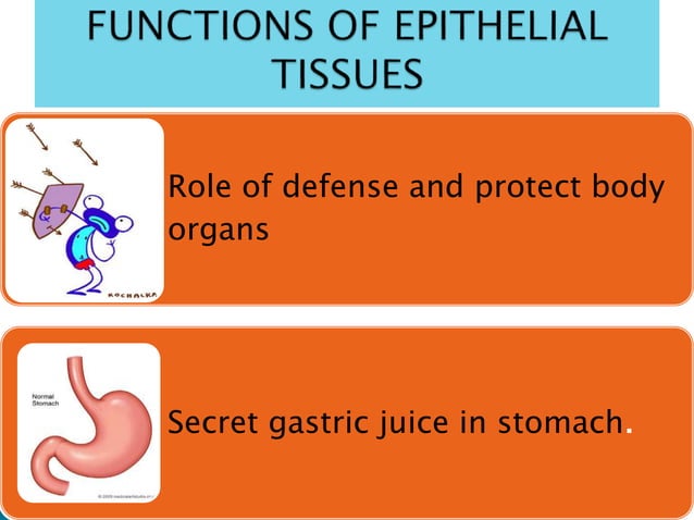 tissue and it's types | PPTX | Biological Sciences | Science