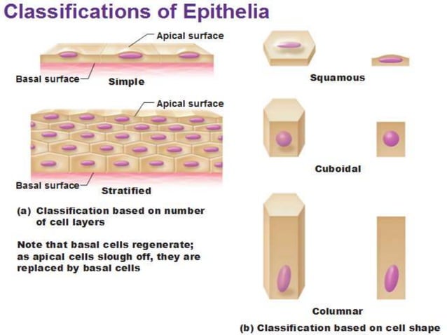tissue and it's types | PPTX | Biological Sciences | Science