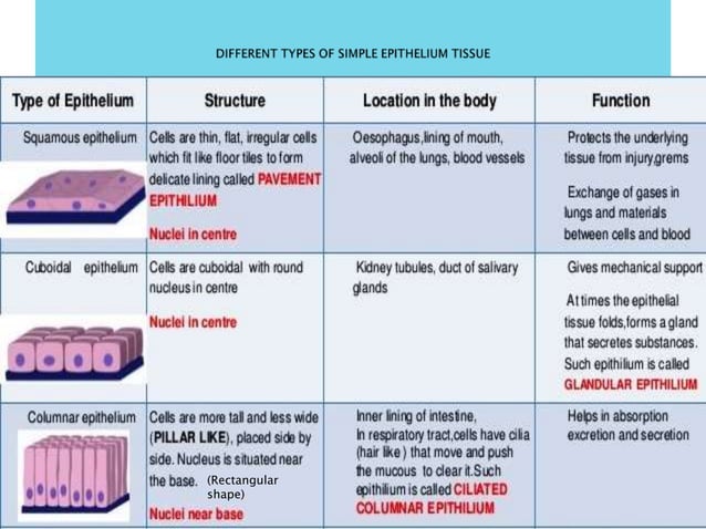 tissue and it's types | PPTX | Biological Sciences | Science