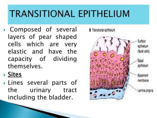 tissue and it's types | PPTX | Biological Sciences | Science