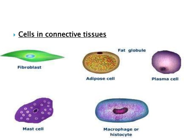 tissue and it's types | PPTX | Biological Sciences | Science